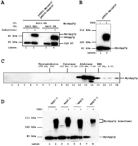Figure 2 From The C Terminal Region Of An Apg7pcvt2p Is Required For