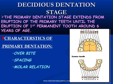 Development Of Dentition And Occlusion Class 2 Ppt