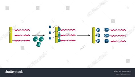 Fat Molecule Triglyceride Lipid Digestion Lipase Stock Vector Royalty