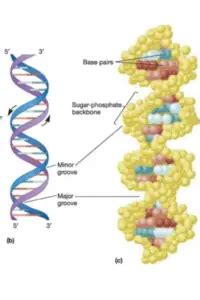 DNA Definition Structure Properties Types Functions Biology Notes Online