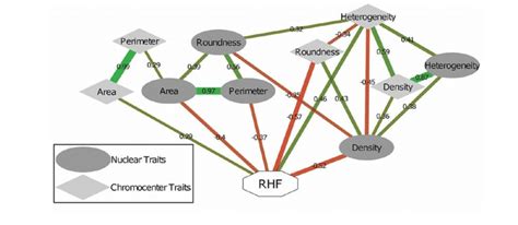 Trait Correlation Network Of Nucleus And Chromocenter Morphometric Download Scientific Diagram