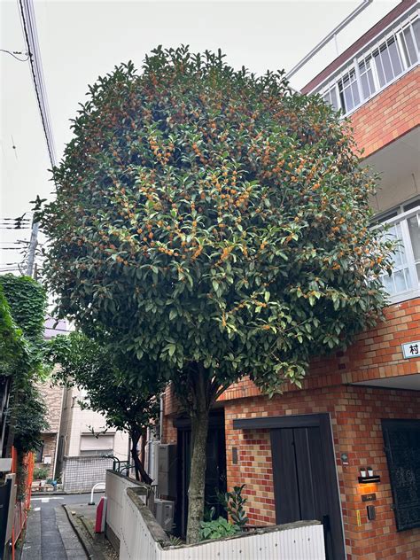 친구와 딸이 좋아해서 저도 관심갖고 있는데 그런후에 보니 주위에 정말 나무가 많더라구요 향도 많이 나고