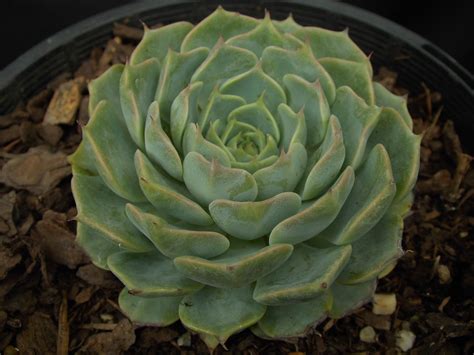 Echeveria Halbingeri Roraima Nursery