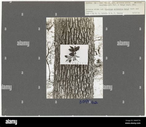 Tree Identification Oak To Oak Bear Photographs Relating To