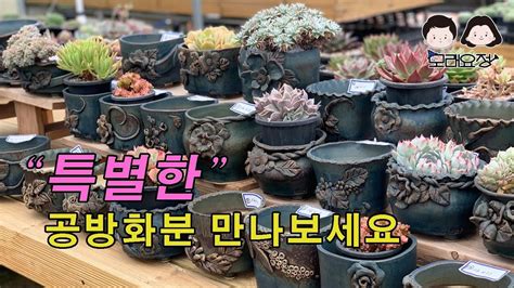 210610 주문마감모래요정 다육식물 고퀄리티 다육화분 Kiki화분 공방화분 다육화분 たにくしょくぶつ Korean Succulent Youtube
