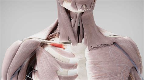 Musculus Subclavius Doccheck