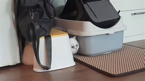 먼치킨 고양이 입양 첫날 1 Adopting A Odd Eye Munchkin Cat First Day At Home