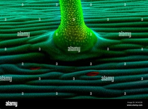 Thale Cress Arabidopsis Thaliana Stem Epidermis With Hairs And Stomata Scanning Electron