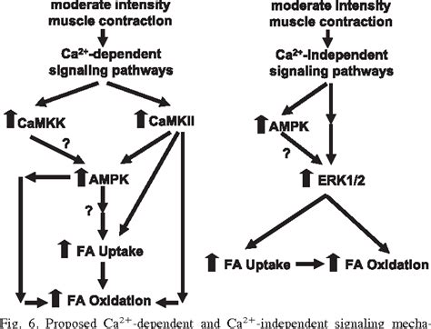 Figure 6 From Evidence For The Involvement Of Camkii And Ampk In Ca2