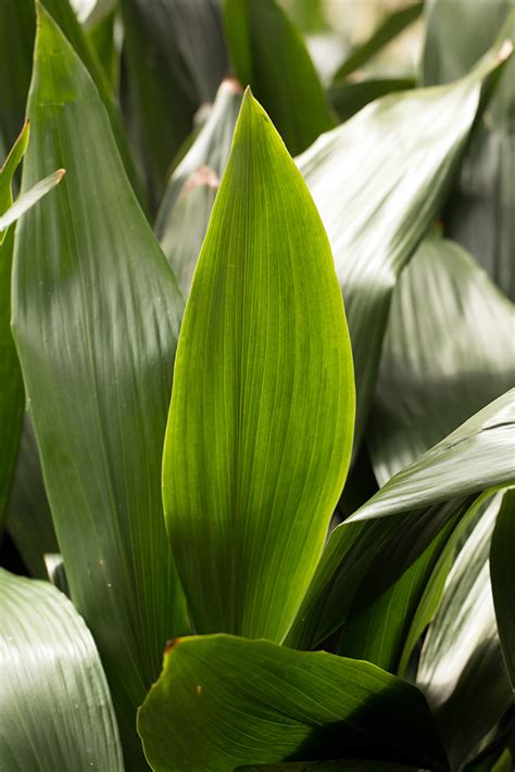 The Best Houseplants For Low Light Spaces