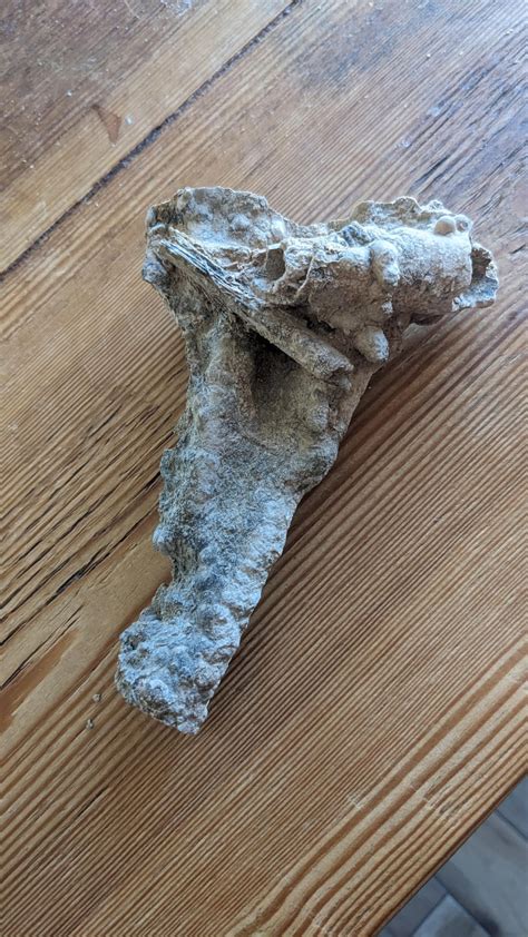 Recently Inherited These Fossils Can Anyone Help Identify These