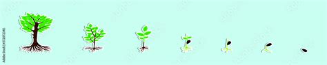 Set Of Tree Life Cycle Icon Design Template With Various Models Vector Illustration Stock