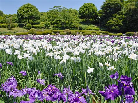 第1なぎさ公園の菜の花畑 2025年見頃時期と開花状況･アクセスと駐車場 滋賀県守山市 カタスミ日記