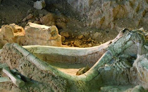 International Beaver Day The Mammoth Site
