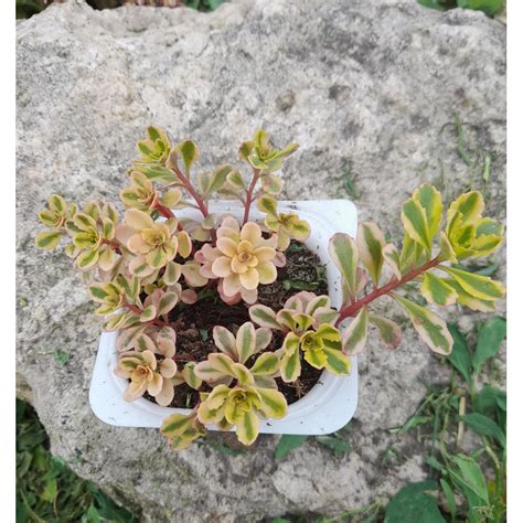 Суккуленты Очитки и седеверии Sedum Kamtschaticum The Edge