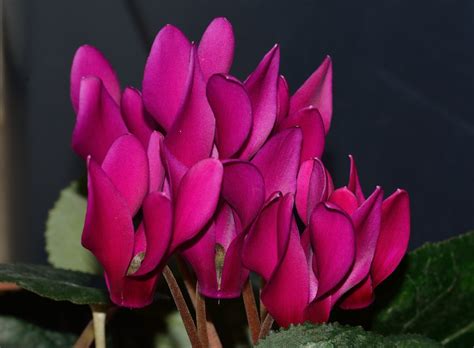 Free Images Nature Flower Petal Spring Red Botany Pink Flora