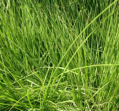 Molinia caerulea | Kwekerij De Boever