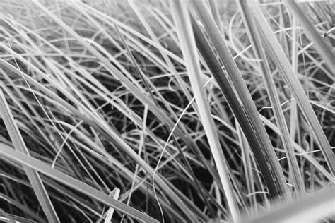 Premium Photo Full Frame Shot Of Grass