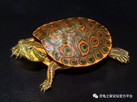 大河甜甜圈龟 大河甜甜圈龟能长多大 伤感说说吧