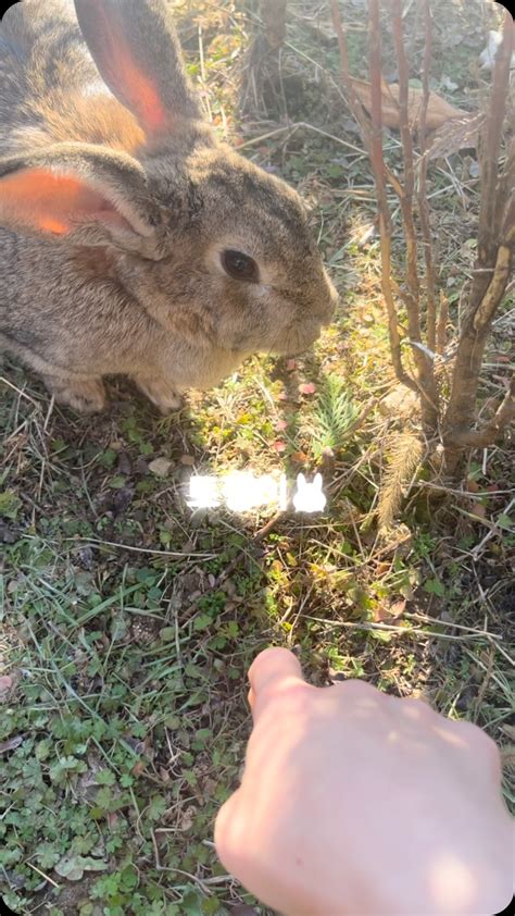 선마을 국제요가명상협회 회장 여동구 선생님은 히말라야 빈야사와 하타요가에서 국내 최고의 마스터이다 이정은 마스터는 ”슬림한 요가 ”마하하타요가 ”타우플로우요가