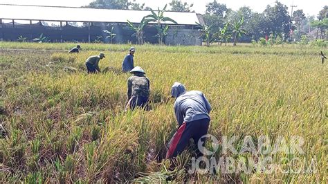 Diserang Hama Wereng Hasil Panen Padi Di Bareng Anjlok Kabar Jombang