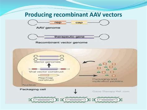 PPT Gene Therapy With Adeno Associated Virus PowerPoint Presentation