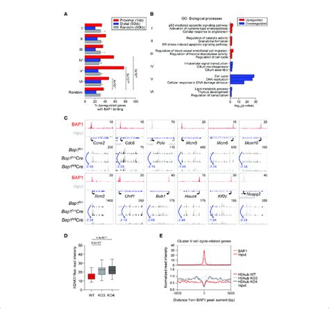 Bap1 In The Regulation Of Genes Involved In Cell Proliferation And