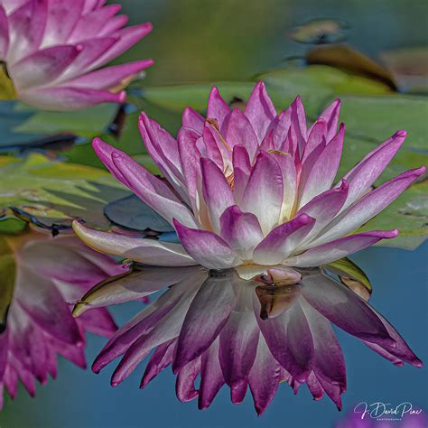 Water Lily Photograph By David Pine Fine Art America