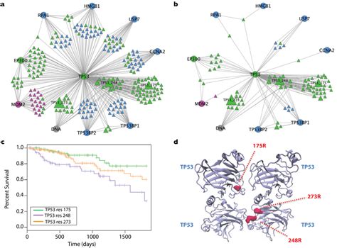 Mutations Affecting Tp53 Interaction Interfaces And Their Impact On Download Scientific Diagram