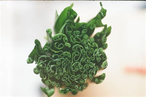 Cheremsha By Goldenmoustache On Deviantart