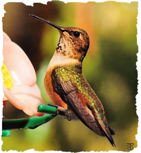 Female Rufous Hummingbird Bird Life List Colorful Birds Beautiful Birds