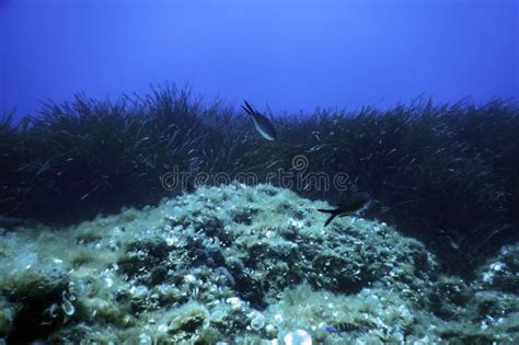 Sea Grass Underwater Green Grass Stock Image Image Of Breathtaking