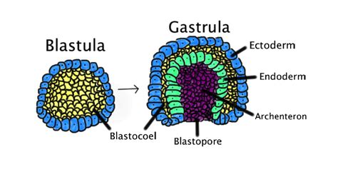 🎉 Gastrulation Neurulation Human Embryogenesis Article 2019 02 12