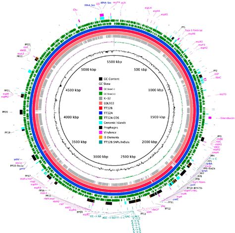Figure 1 From Pathogenomes Of Shiga Toxin Positive And Negative