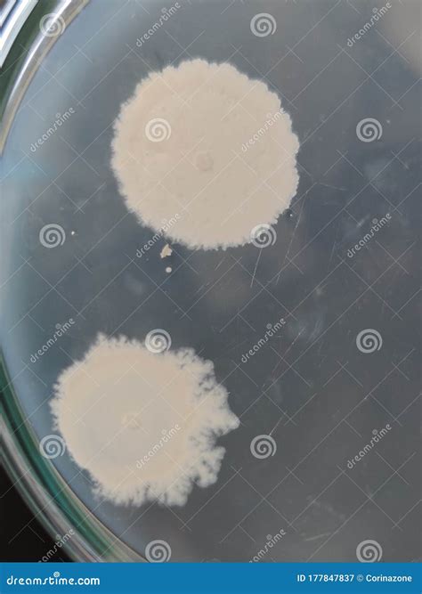 Bacillus Genus Bacteria Colonies Stock Image Image Of Medical Genus