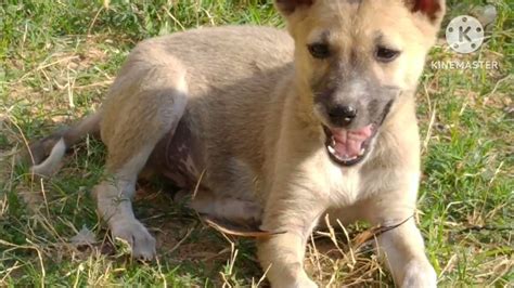 Basuki Nath Majee Basukinathmajee1336 Youtube