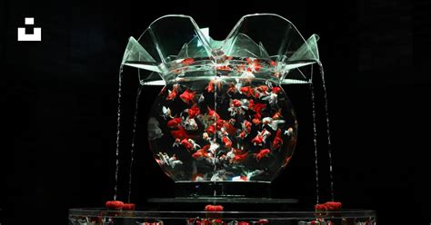 빨간색과 흰색 크리스마스 트리 문자열 조명 사진 Unsplash의 무료 검정 이미지