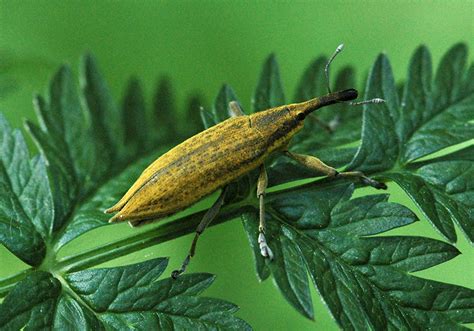 Lixus iridis | НАСЕКОМЫЕ УРАЛА