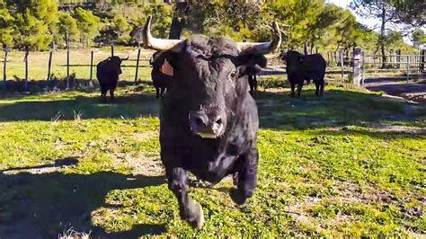 Así se ve la embestida de un toro bravo de 500 kilos cabreado en ...