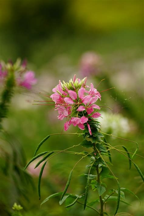Spiny Spiderflower Pink Flowers Free Photo On Pixabay Pixabay