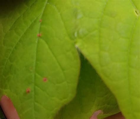 Transplanting Sugar Maple Transplant Stress Or Root Rot Gardening