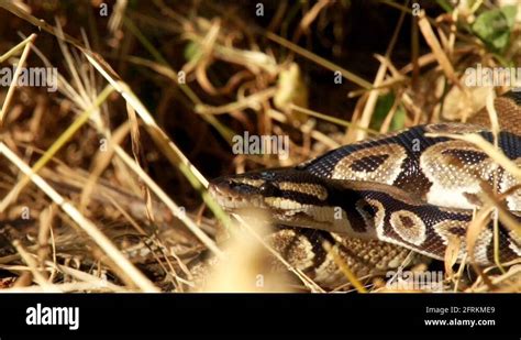 Python Nature Stock Videos And Footage Hd And 4k Video Clips Alamy