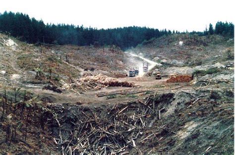 Nz Farm Forestry Forest Residues For Bioenergy