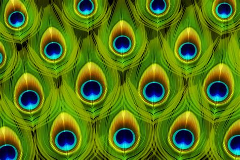 Peacock Feather Texture