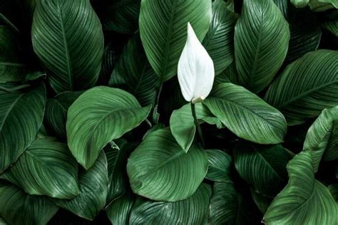 Lírio da Paz Aprenda a cultivar e cuidar do Spathiphyllum