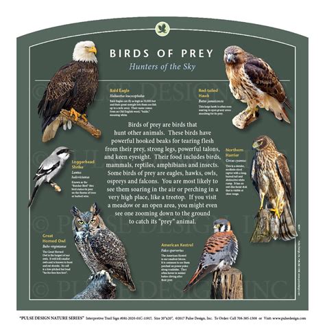 Types Of Eagles And Their Names