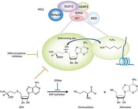 Prc2 Subunit Composition And Modes Of Inhibition Three Types Of
