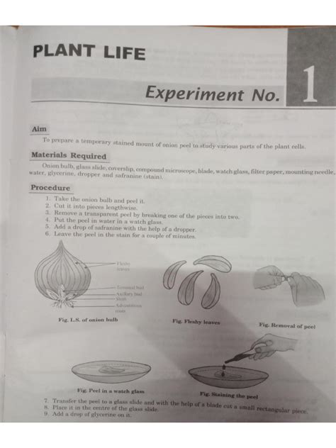 Bio Project Example Pdf