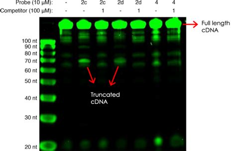 A Bright New Method To Survey Rna Small Molecule Interactions Chembites