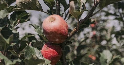 잘 익은 사과가 많이 들어간 나무 사진 Unsplash의 가지 이미지